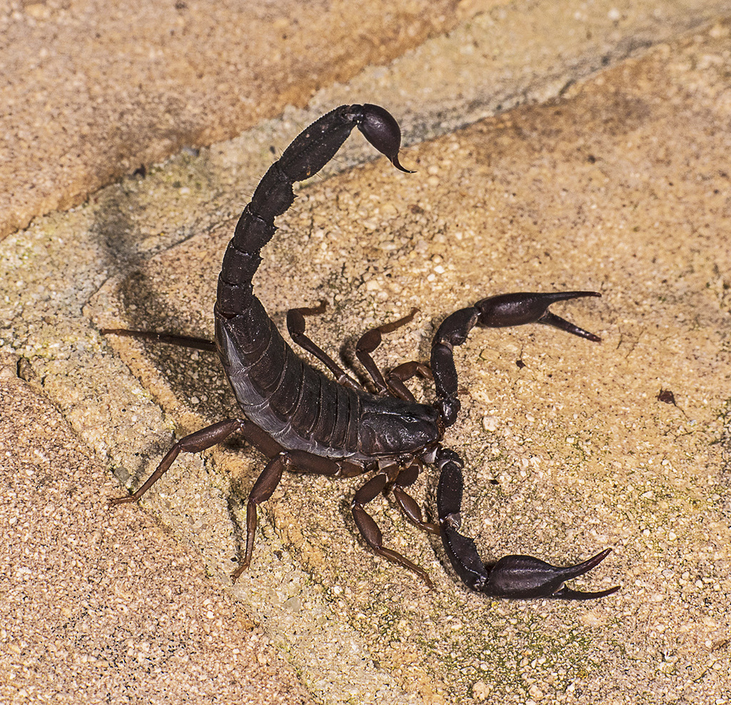 Texas Cave Scorpion from Canyon Lake, TX, USA on May 23, 2020 at 11:06 ...