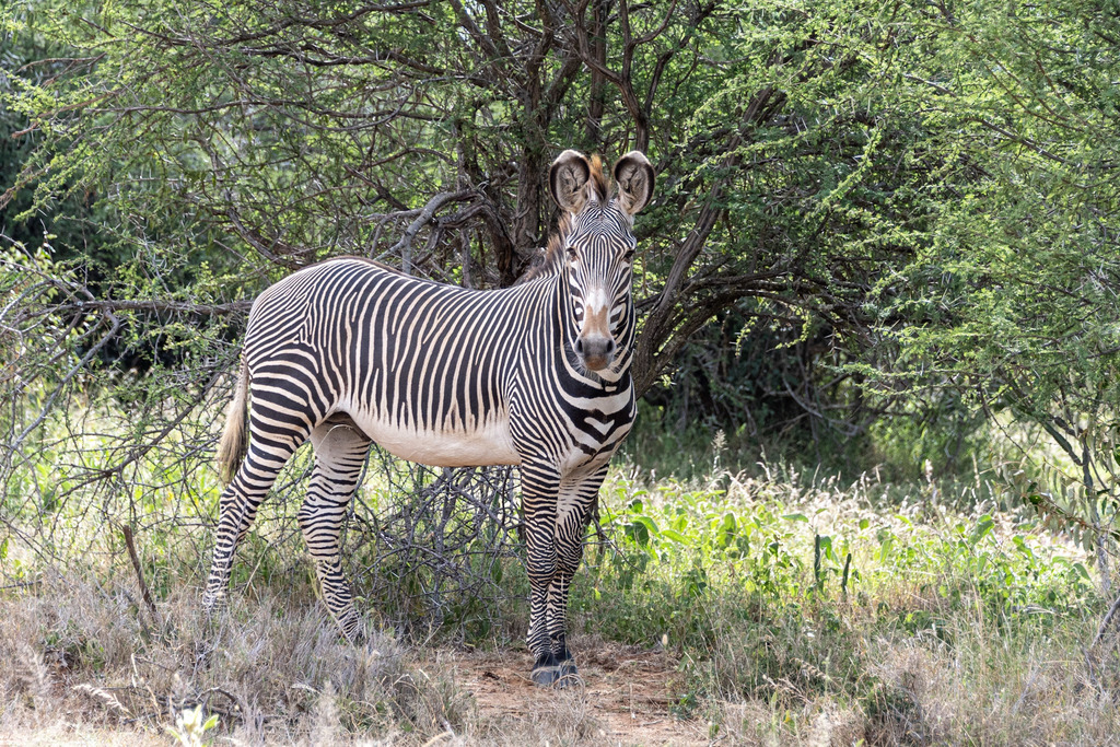 Grévy's Zebra (Equus grevyi) - Know Your Mammals