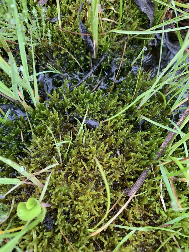 Lindberg's Hypnum Moss (Calliergonella lindbergii) - Botanical Realm