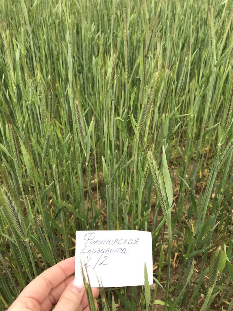 rye from Минск, Минск, BY on May 24, 2020 at 06:30 PM by ...