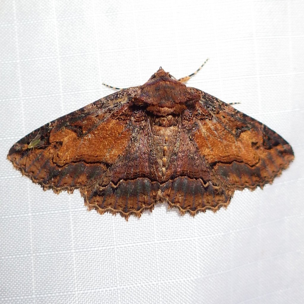 Colorful Zale Moth from Fitzgerald Rd, Burdett, NY 14818, USA on May 23 ...