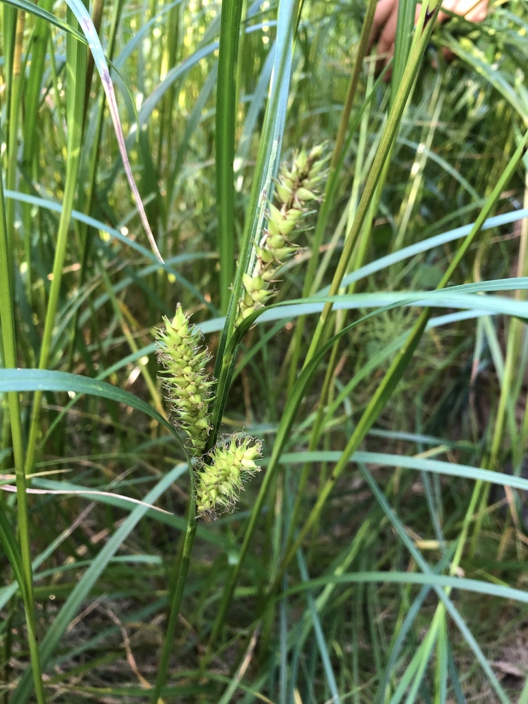 Hairy-fruit Sedge in June 2019 by Tristan Schramer. DuPage Co · iNaturalist
