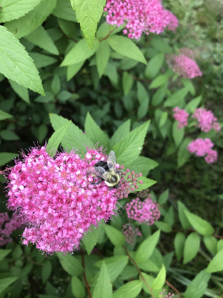 Common Eastern Bumble Bee from Front St, Warsaw, VA, US on May 24, 2020 ...