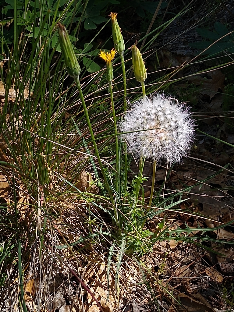 spearleaf agoseris from Kelseyville, CA 95451, USA on May 23, 2020 at ...
