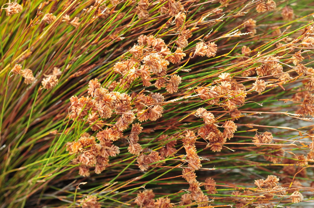 Restiads (Restionaceae) - Botanical Realm