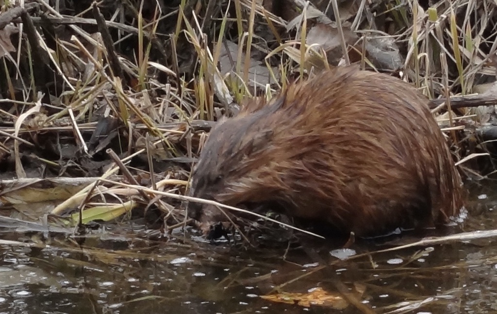 Muskrat (Ondatra zibethicus) - Know Your Mammals