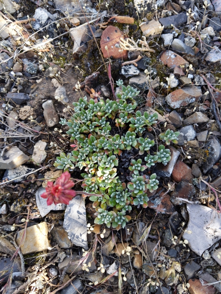 matted wild buckwheat from Oneida County, US-ID, US on May 24, 2020 at ...