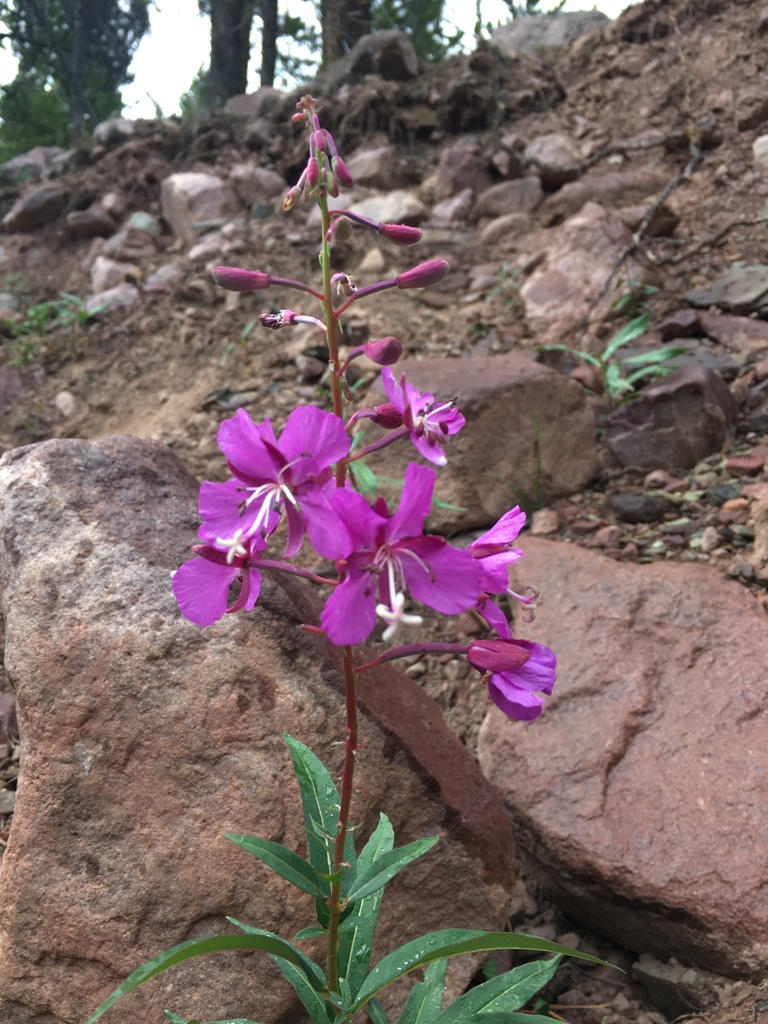 fireweed from Duchesne County, US-UT, US on September 05, 2019 at 02:17 ...
