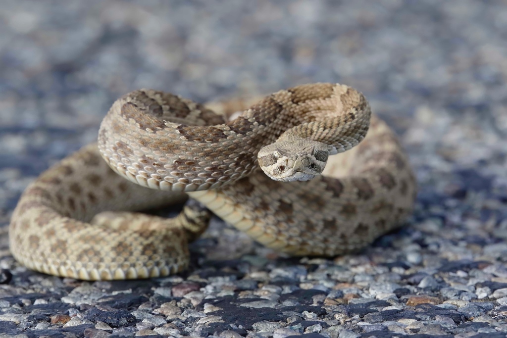 Prairie Rattlesnake (Crotalus viridis) - Snakes and Lizards