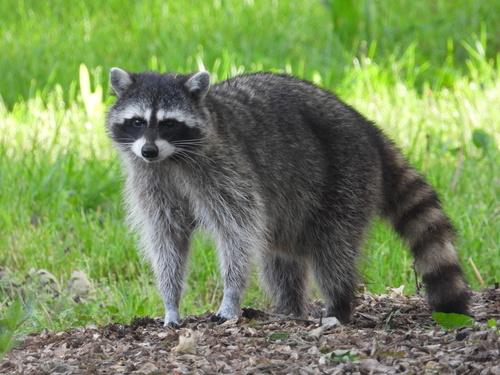 Mapache Procyon Lotor Mapache Procyon Lotor