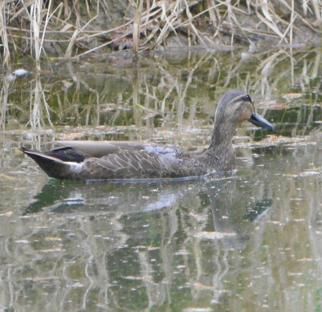 Pacific Black Duck × Mallard from Eggenstein-Leopoldshafen, DE-BW ...
