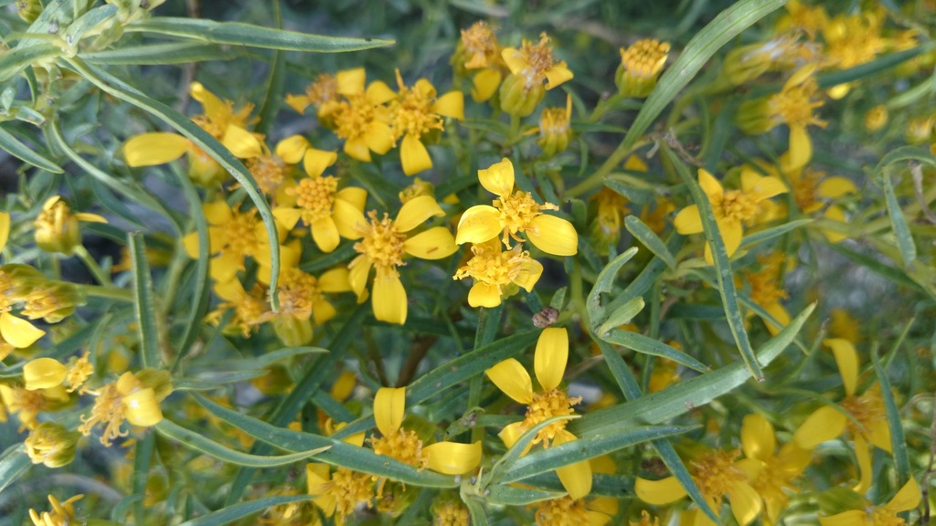 willow ragwort (Flora de la Region Chignahuapan-Zacatlan) · iNaturalist