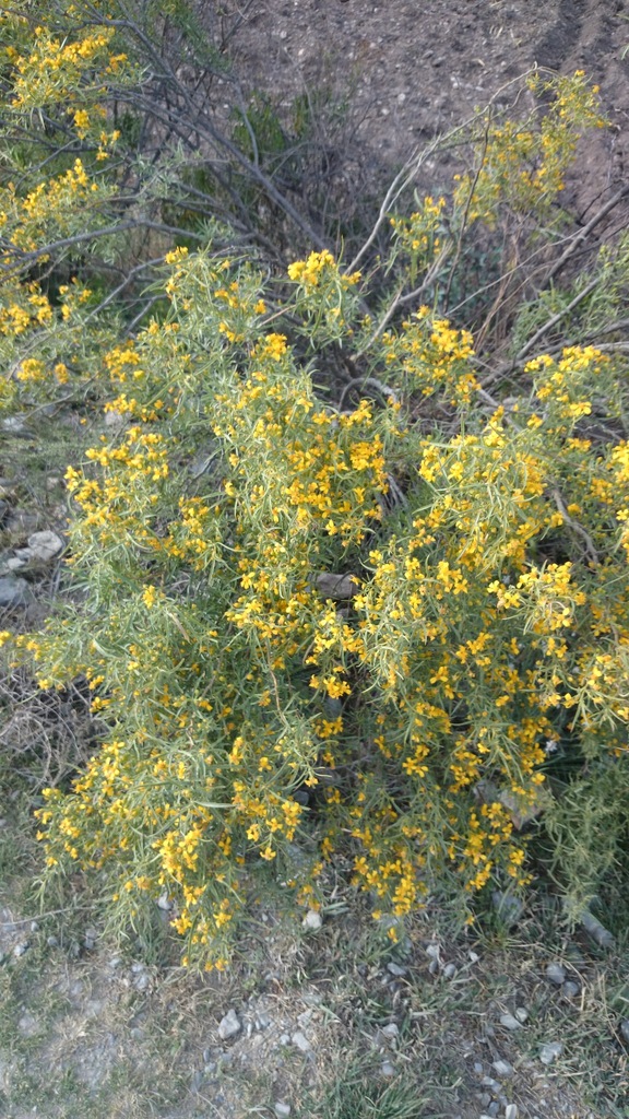 willow ragwort (Flora de la Region Chignahuapan-Zacatlan) · iNaturalist