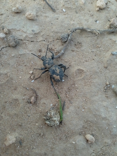 Scaurus vicinus · iNaturalist