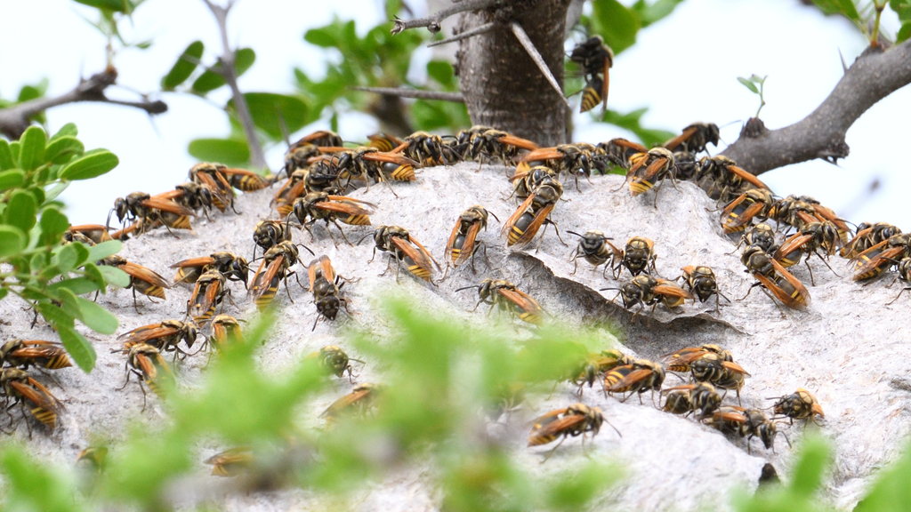 Mexican Honey Wasp from Bustamante, Nuevo León, Mexico on May 24, 2020 ...