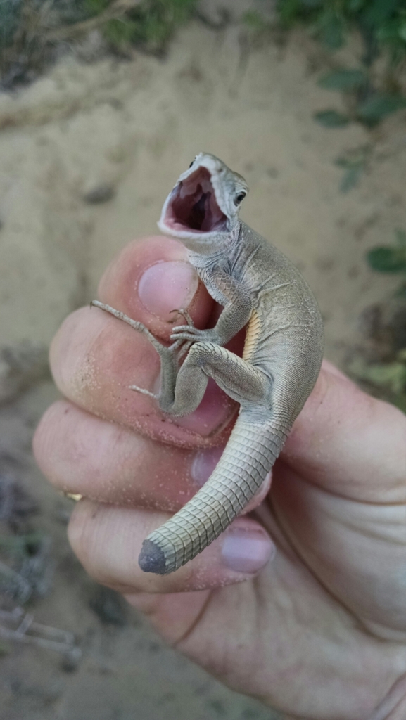 Marbled Whiptail in April 2017 by Dalton Neuharth · iNaturalist