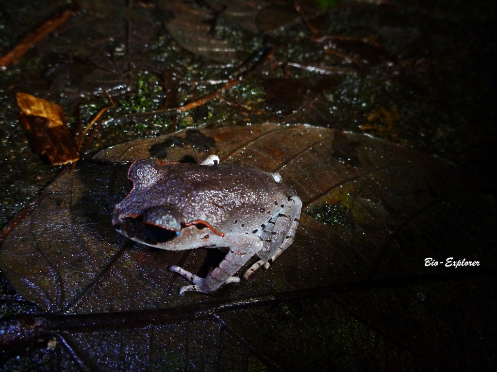 Java Spadefoot Toad from Banyumas Regency, Central Java, Indonesia on ...