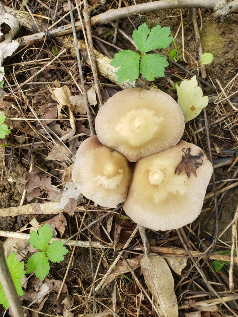 Psychedelic Ovoid Mushroom from Sharonville, OH, USA on May 24, 2020 at ...