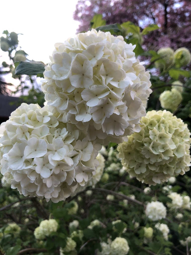 common Guelder-rose from NE 22nd St, Vancouver, WA, US on May 2, 2020 ...