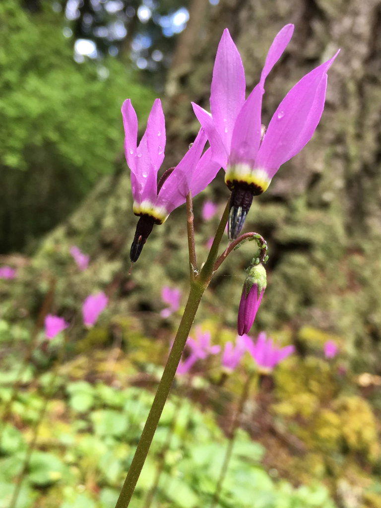 heathers, balsams, primroses, and allies (Ericales) - Botanical Realm