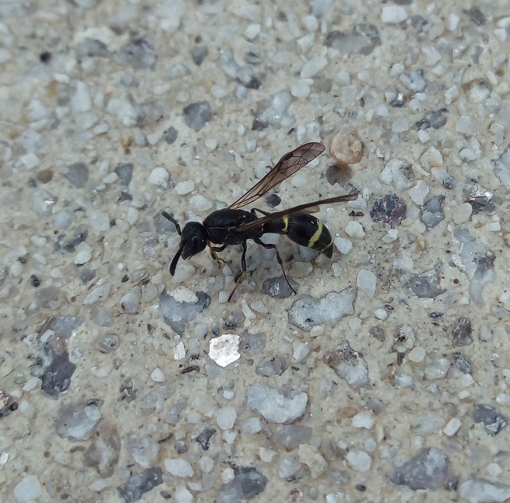 Willow Mason Wasp from Townparks, Skerries, Co. Dublin, Ireland on May ...