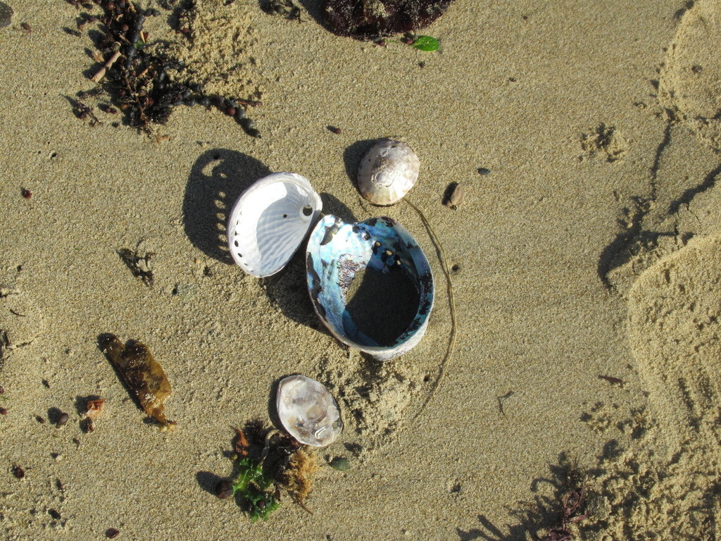Blackfoot Paua from Ruapuke Island, New Zealand on May 23, 2020 at 03: ...