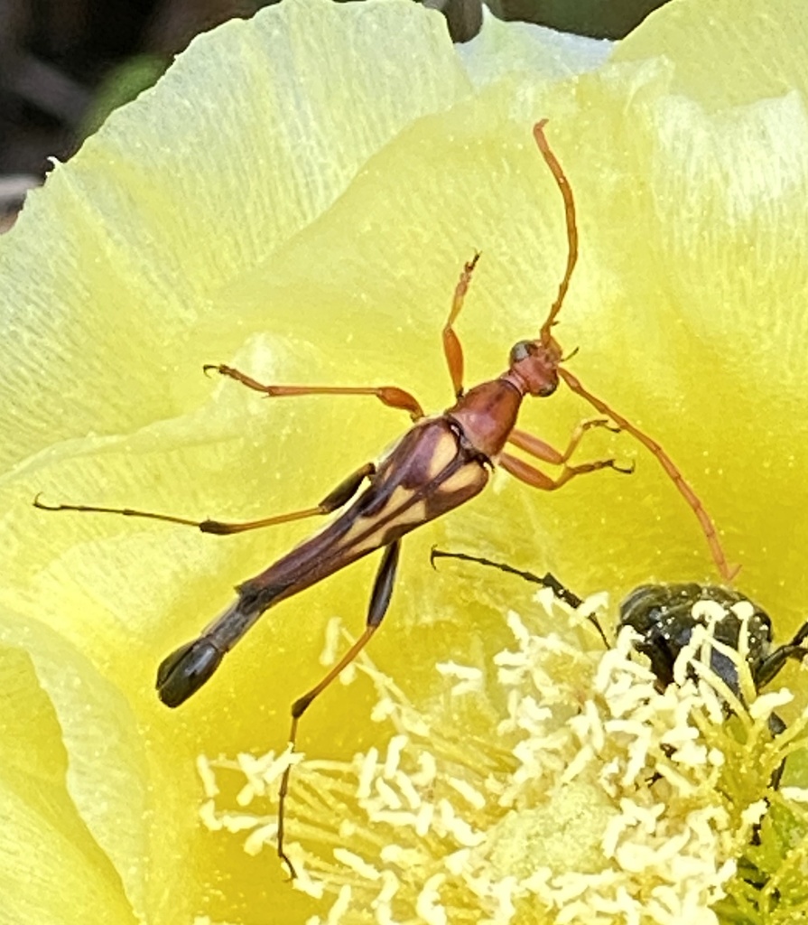 Strange Virile Flower Longhorn Beetle (Longhorn Beetles of the United ...