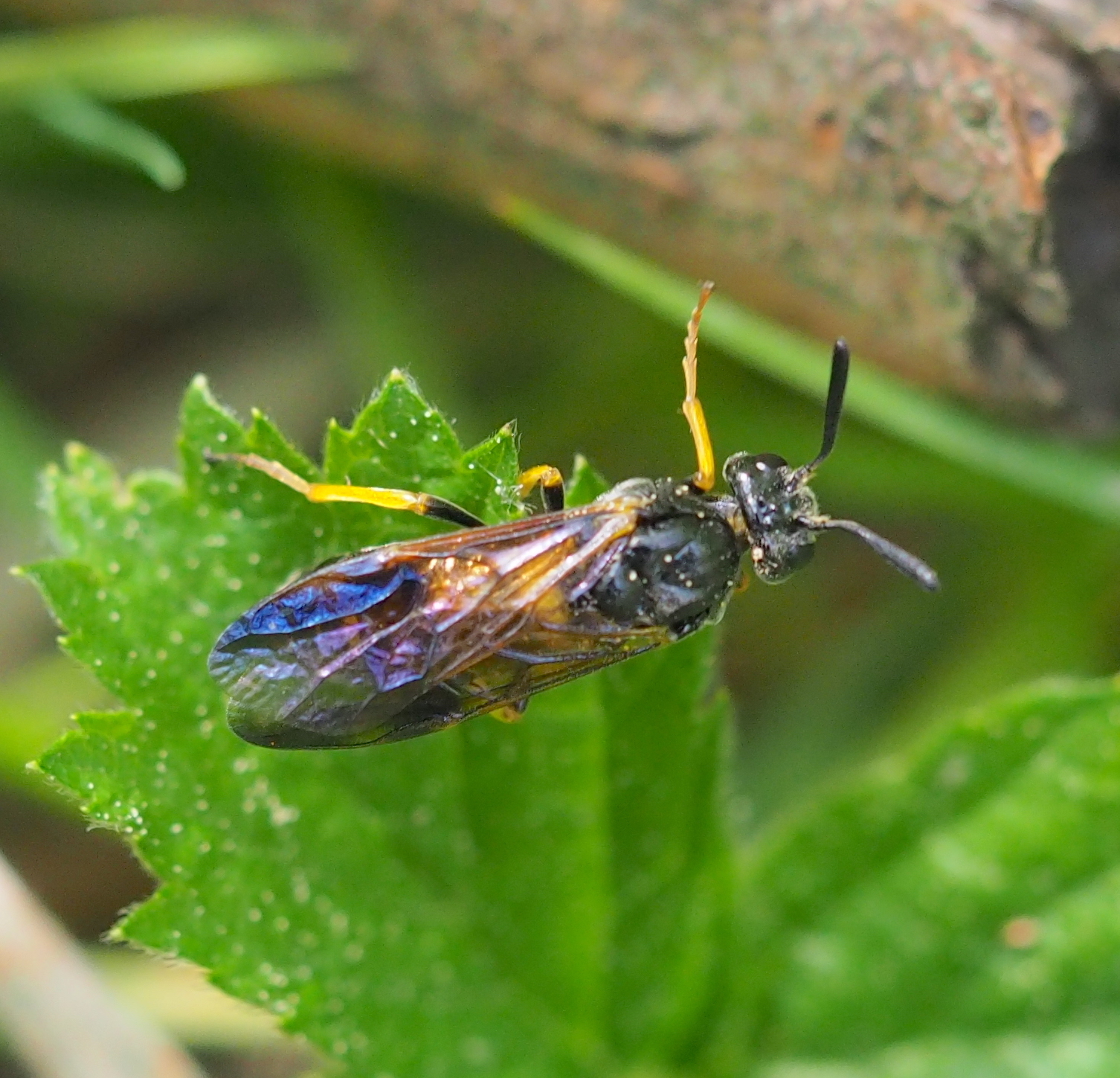 Arge rustica (Linnaeus, 1758)