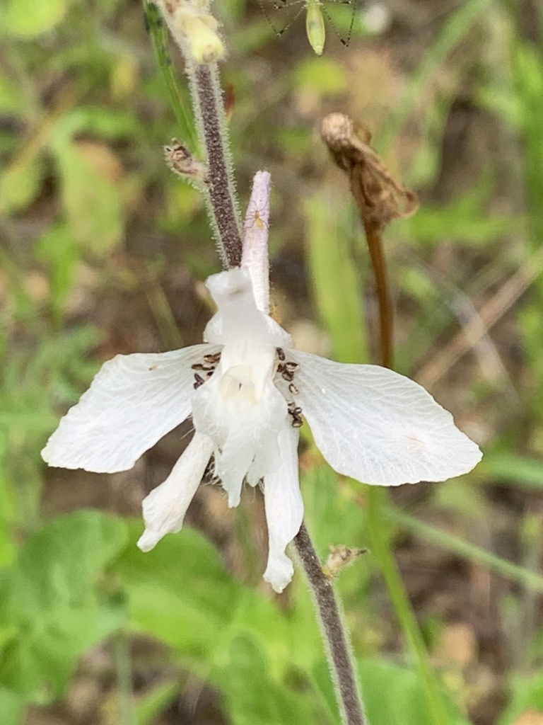 Prairie Larkspur from Mountain Creek Meadows, Dallas, TX, US on May 24 ...