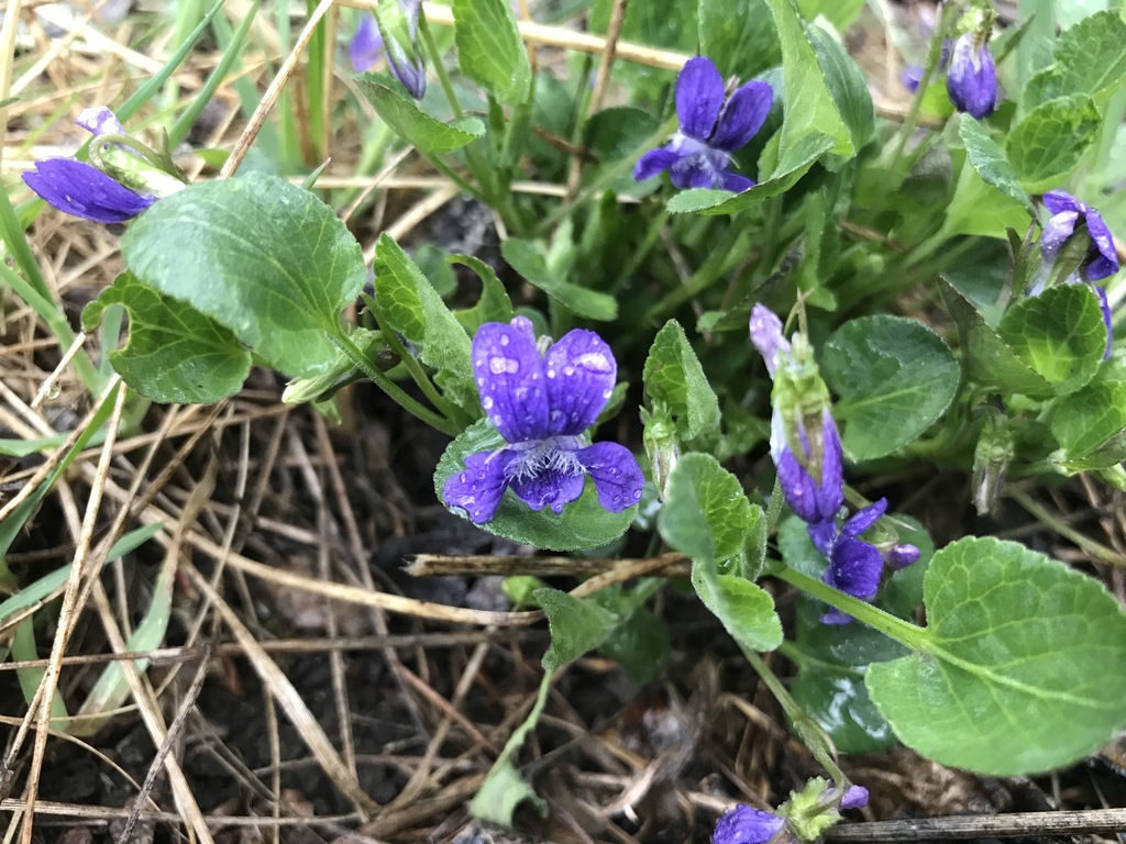 pansies and violets from Jefferson, Colorado, United States on May 24 ...