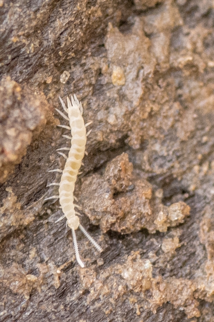 Scutigerella from Oxford, OH 45056, USA on March 25, 2020 at 01:29 AM ...