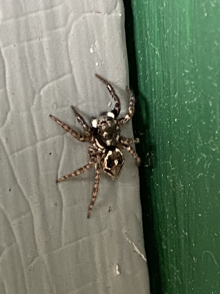 Twin-flagged Jumping Spider from N Edgefield Ave, Dallas, TX, US on May ...