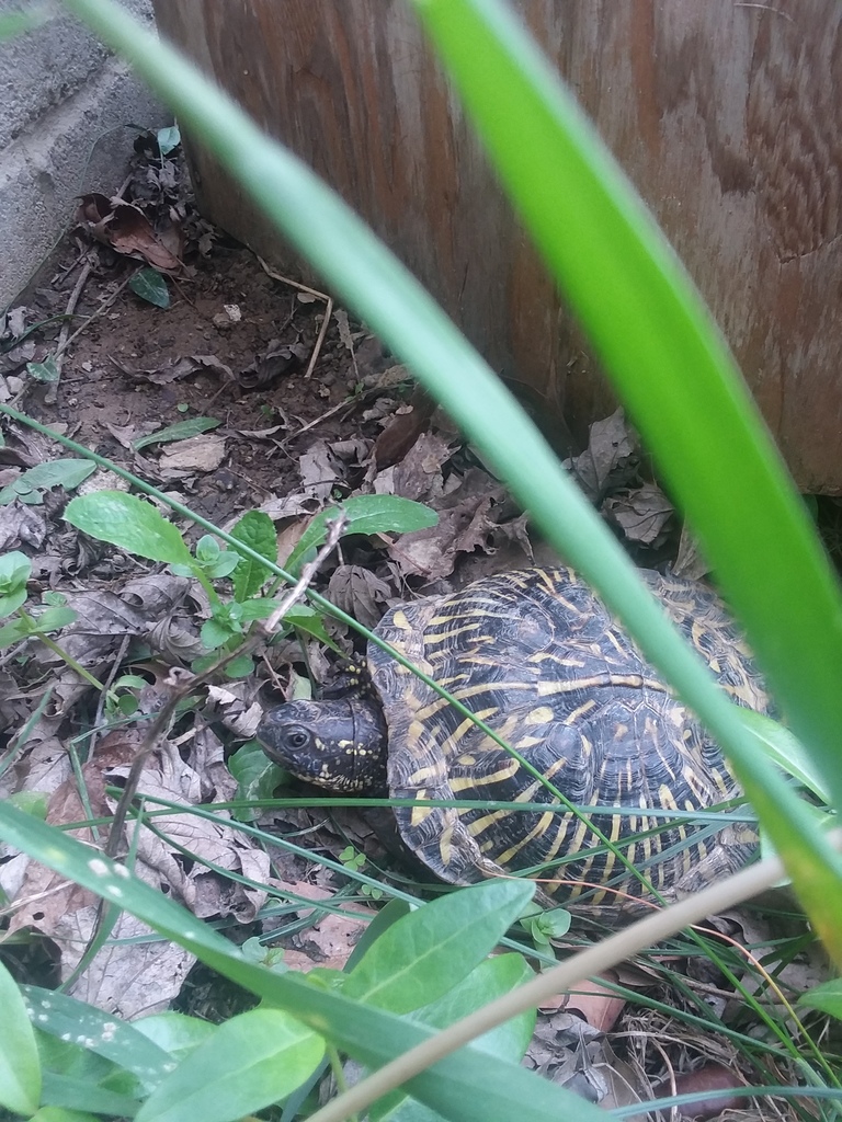 Florida Box Turtle in May 2020 by tapsman · iNaturalist