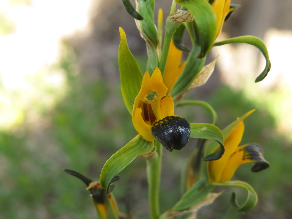 Chloraea disoides picta in November 2019 by Nicolás Lavandero · iNaturalist