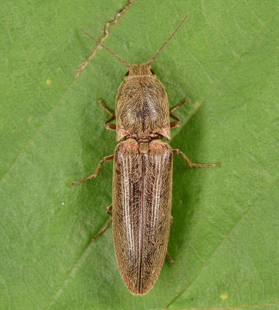 Gambrinus griseus (Click Beetles [Elateridae] of Georgia) · iNaturalist