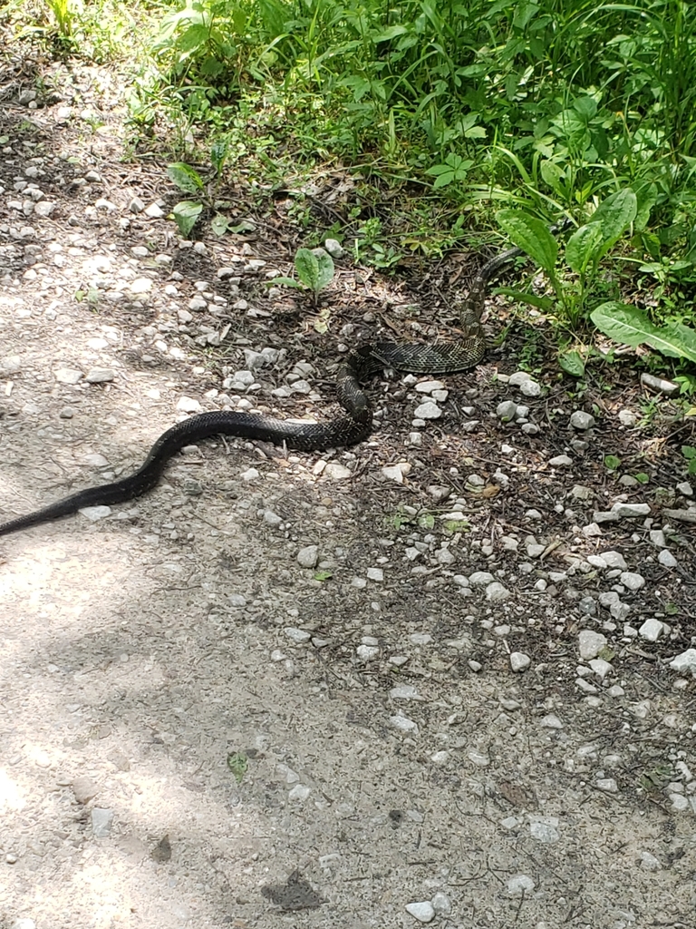 Gray Ratsnake in May 2020 by Greg Hodge · iNaturalist
