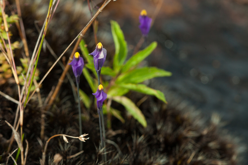 Burmannia bicolor · iNaturalist