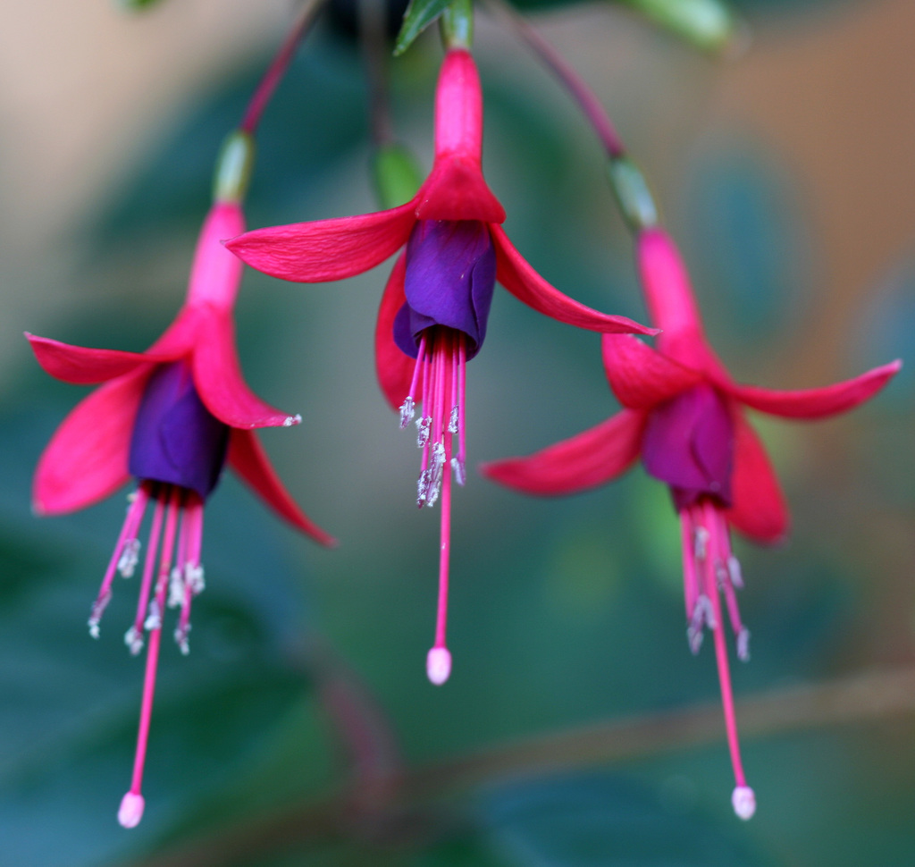 Fuchsia sp. (Campus Flora Guide ) · iNaturalist