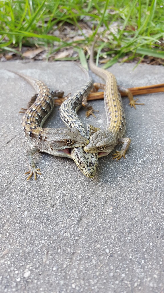 Southern Alligator Lizard in April 2017 by NHMLA Community Science ...