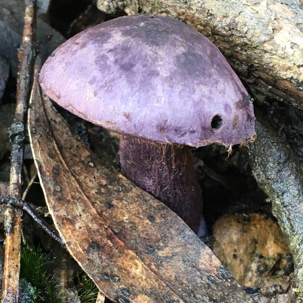 Webcaps from State Forest, Tanjil South, VIC, AU on May 24, 2020 at 02: ...