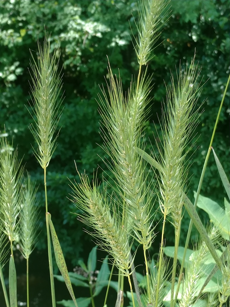 Virginia wildrye from Worcester County, MD, USA on July 02, 2019 at 12: ...