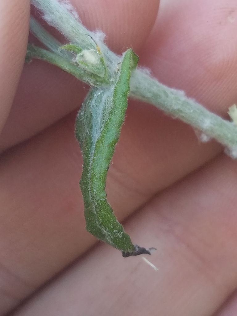 two-color rabbit tobacco (RCTC) · iNaturalist