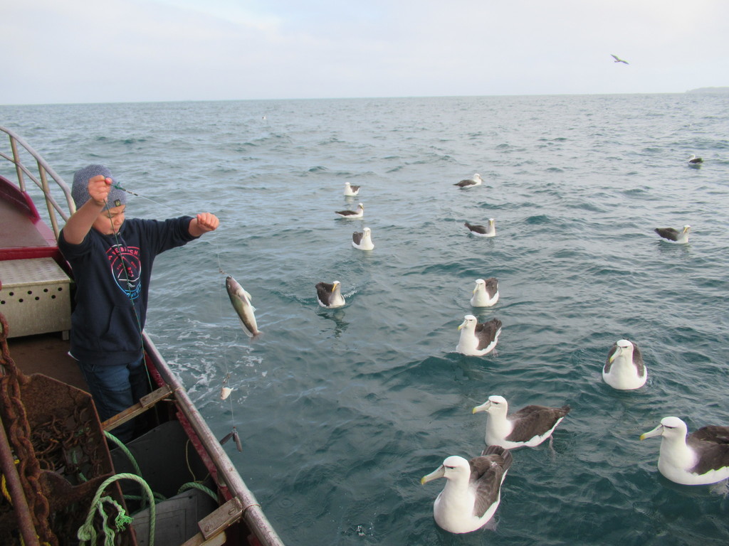 New Zealand Blue Cod from Southland, NZ-SO, NZ on May 23, 2020 at 02:40 ...