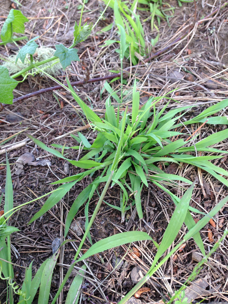 panic veldt grass (Flora of the Jenner Headlands Preserve: Monocots ...