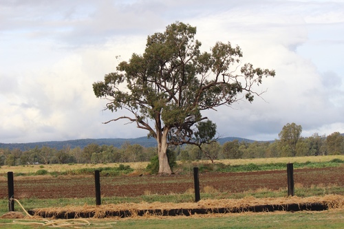 Subspecies Eucalyptus populnea bimbil · iNaturalist