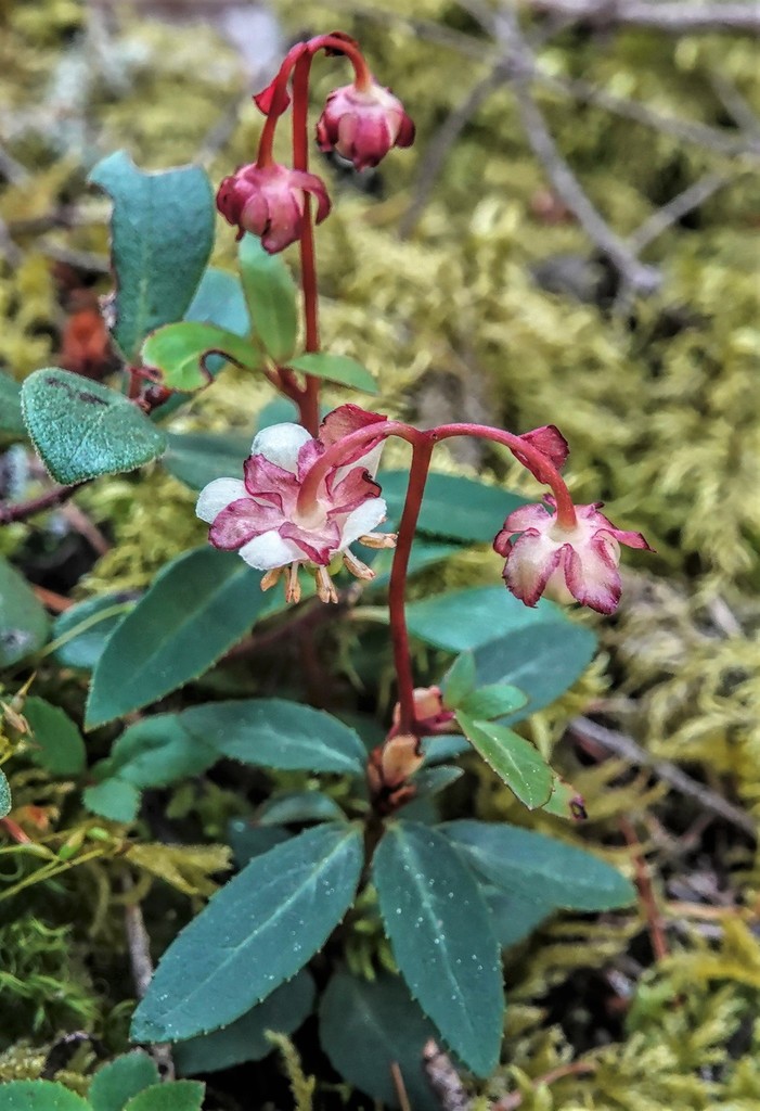 Little Prince's Pine from Parksville, BC, Canada on May 22, 2020 at 03: ...