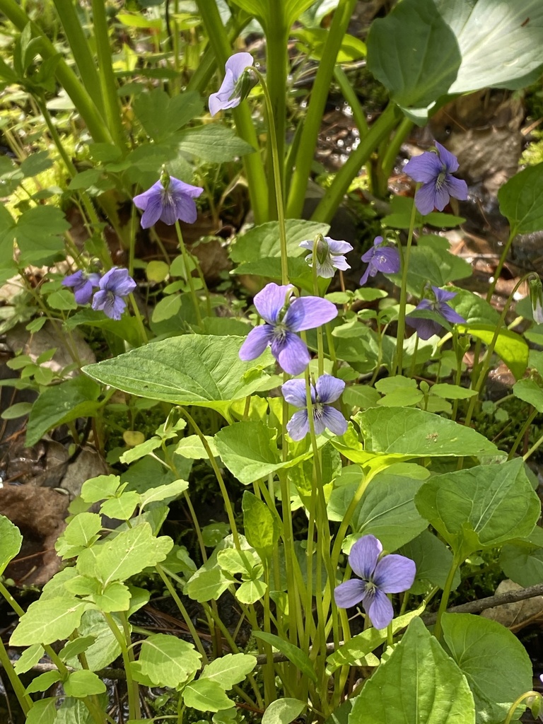 Marsh Blue Violet ( Dicot Forbs of Appalachia 2) · iNaturalist