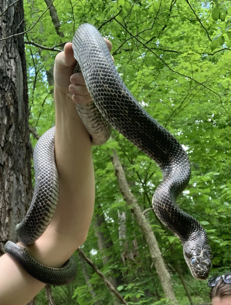 Gray Ratsnake from Warden Run Rd, Wheeling, WV, US on May 24, 2020 at ...