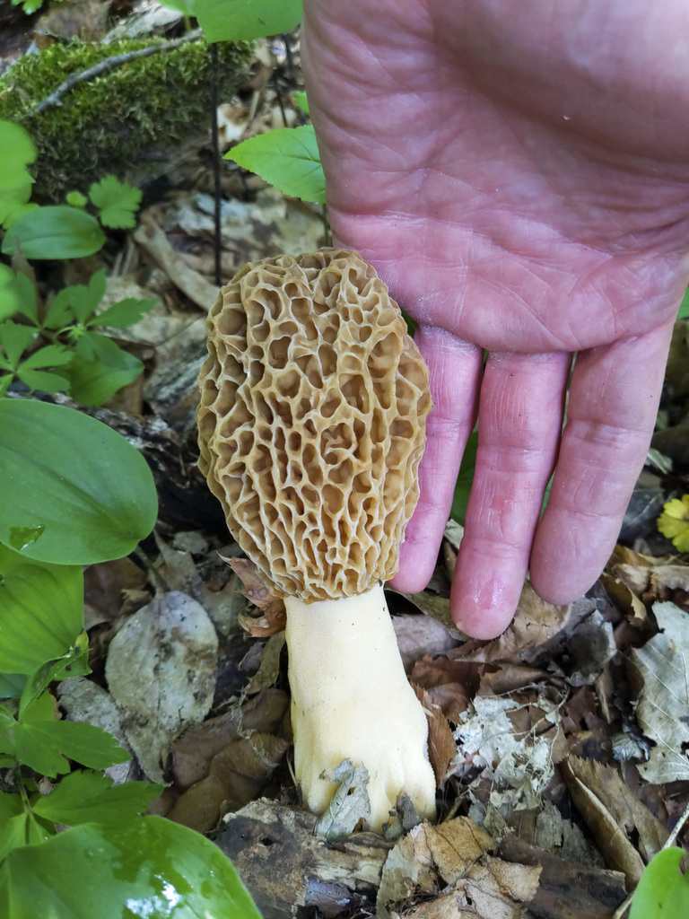 Yellow Morels in May 2020 by Tony Ernst · iNaturalist
