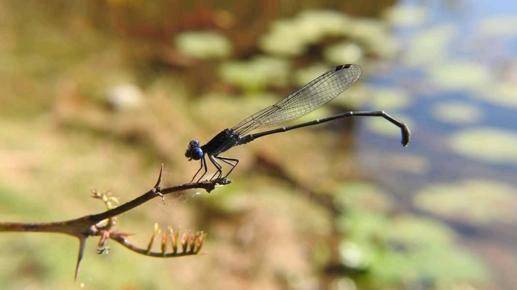Dusky Dancer from Los Rapidos laguna de Bacalar on March 11, 2019 at 02:10 PM by Luis Eduardo ...